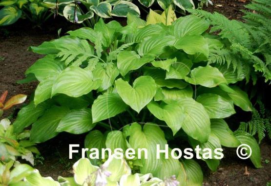 Hosta plantaginea - Fransen Hostas